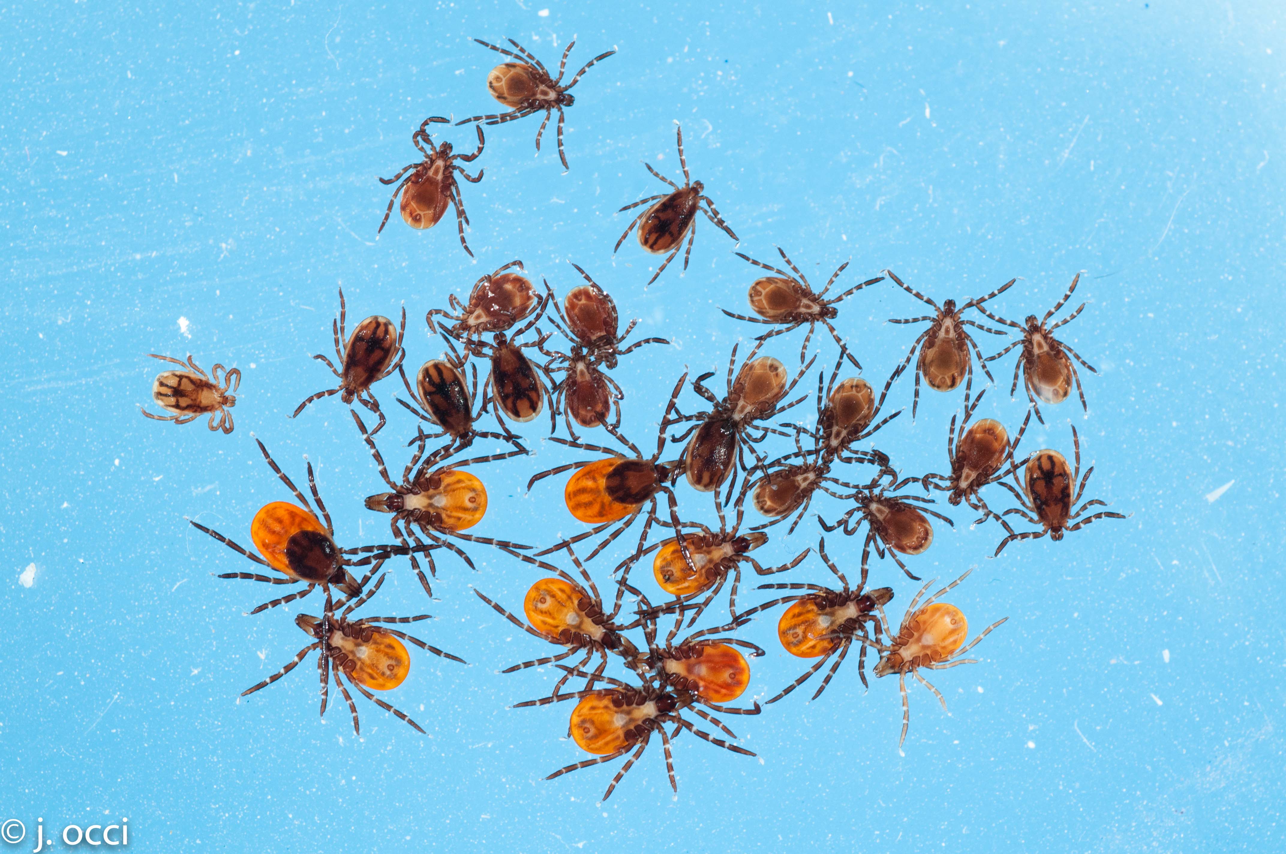 Tick-Borne Pathogen Ecology | Fonseca Lab